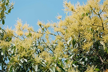 The Avo Tree | Fresh, Handpicked Avocados Delivered | Shop Now.