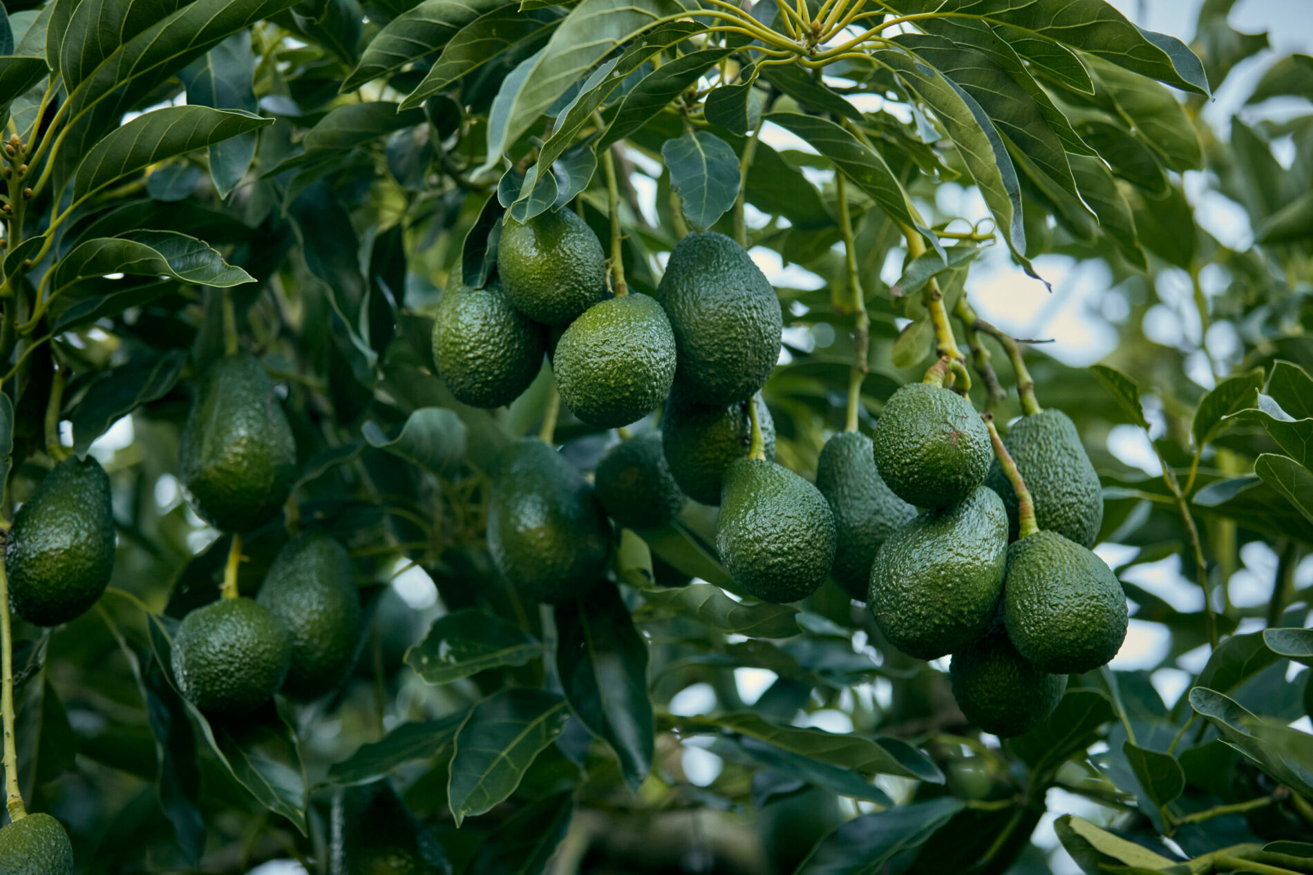 Behind the Scenes of Avocado Perfection: The Dry Matter Magic - The Avo ...